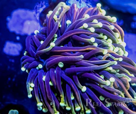 Torch Coral Id