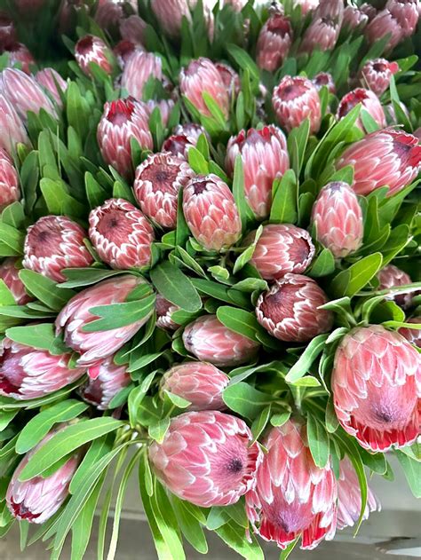 Proteas San Marcos Wholesale Flowers