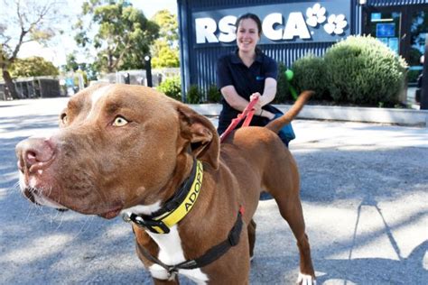 Rspca Offers Mates Rates To Find A New Friend Dandenong Star Journal