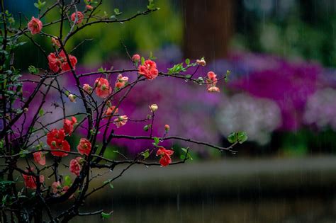雨中即景 中关村在线摄影论坛