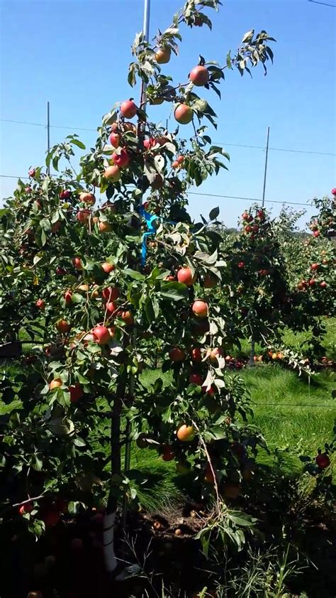 Apple Detection Object Detection Model By Prabal Malviya