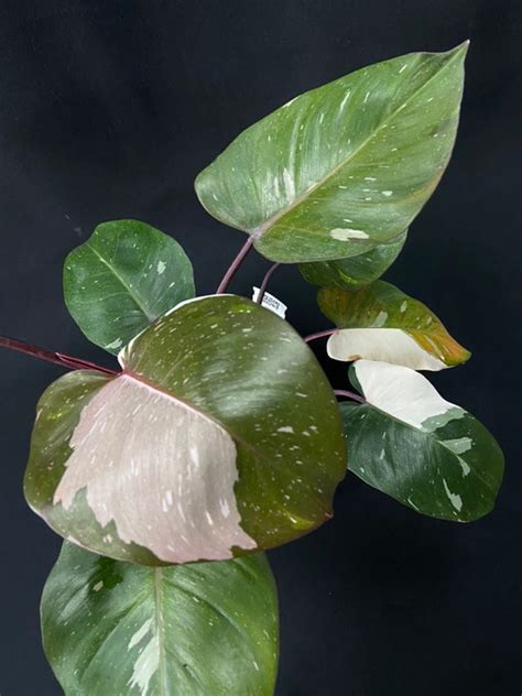 Philodendron Red Anderson Amazon Garden Thailand