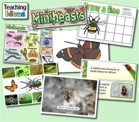 Minibeasts Minibeasts Teaching Science Teaching