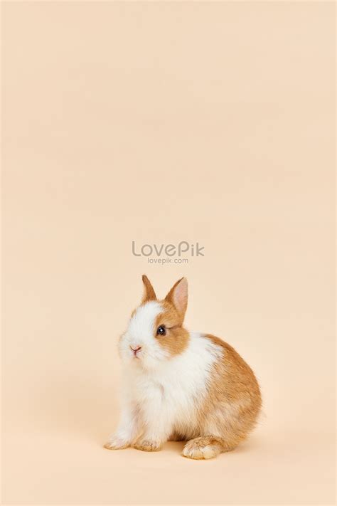 귀여운 토끼 이미지 사진 무료 다운로드 Lovepik