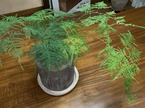 아스파라거스 나누스 키우는 방법물주기빛조건꿀팁 네이버 블로그