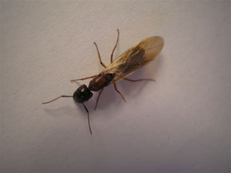 Tiny Flying Bugs In Bedroom Attracted To Light