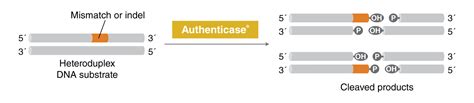 Superior Error Detection Using Authenticase Enhances Assembled Gene