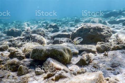 수 중 장면 햇빛 물고기와 물 표면입니다 수 중 생활입니다 0명에 대한 스톡 사진 및 기타 이미지 0명 기포 깊은 Istock
