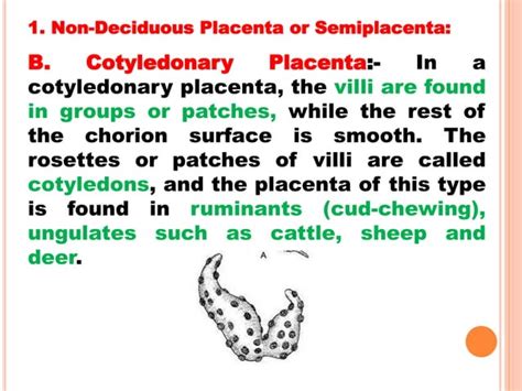 Placenta Structure And Classification Ppt Pregnancy Reproductive Health
