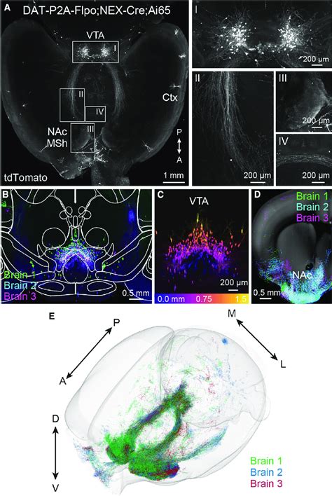 Whole Brain Imaging Of Dat P2a Flpo Nex Cre Ai65 Mice A Whole Brains Download Scientific