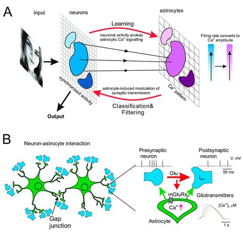 A System Concept And Neuron Astrocyte Network Architecture The Input