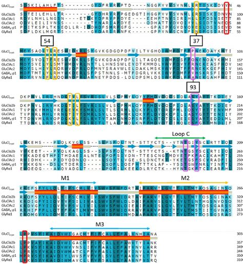 Alignment Of The Residues From The Binding Pocket Region Through The Download Scientific