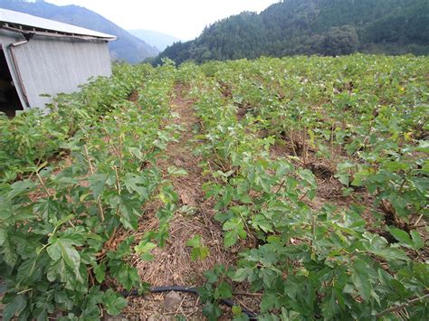 野村町の養蚕農家②（愛媛県西予市野村町予子林） 日本すきま漫遊記