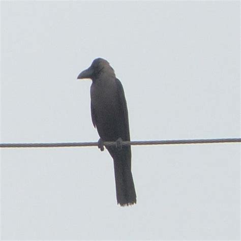 Crow Detection Object Detection Dataset By Crows