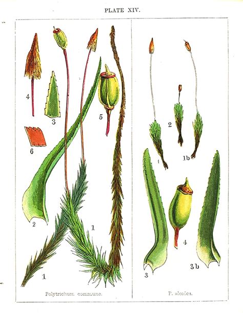 Polytrichum Commune Systematics Habitat Cultivation