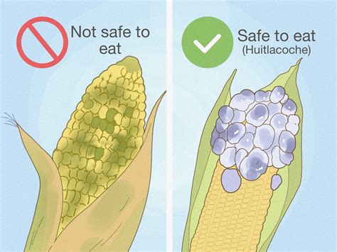 How To Tell If Corn On The Cob Is Bad Key Signs To Spot