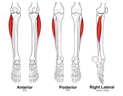 Épinglé Par 길호찬 Sur 근육아랫 다리