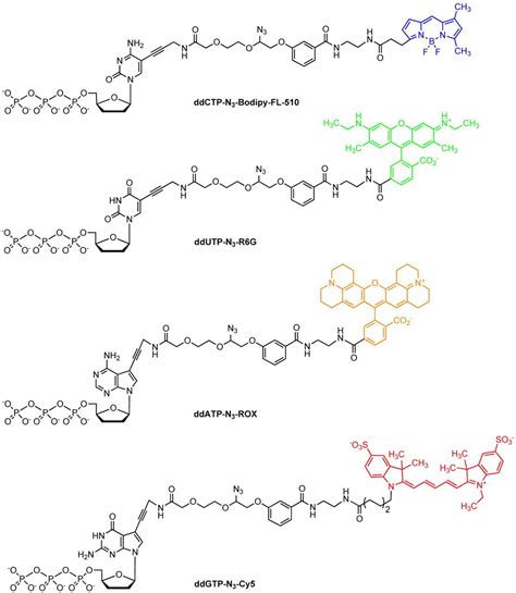 Introduction To Dideoxynucleoside Triphosphate Ddntp Boc Sciences
