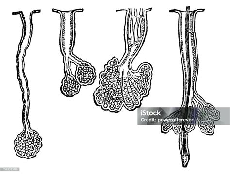 Ilustración De Ilustración Médica De Glándulas Sebáceas Humanas Del Cuero Cabelludo Y La Nariz