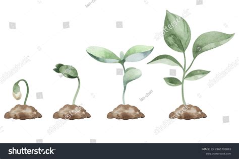 Seedling Base Tree Images Stock Photos D Objects Vectors