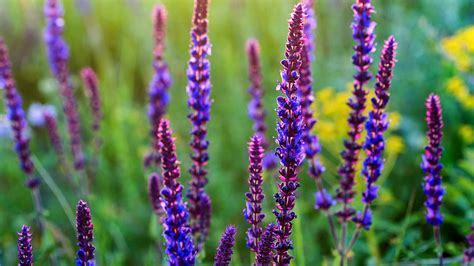 Salvia Divinorum Facts Effects Risks ARK Behavioral Health