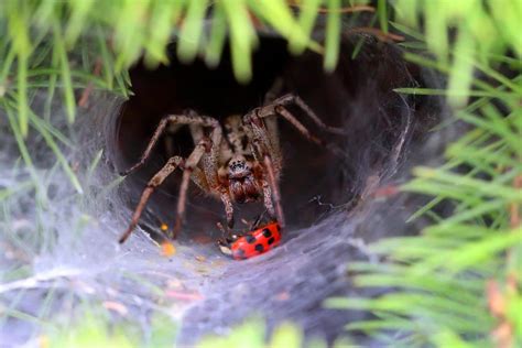 What Do Tarantulas Eat In The Wild And Captivity Diet Guide And Feeding