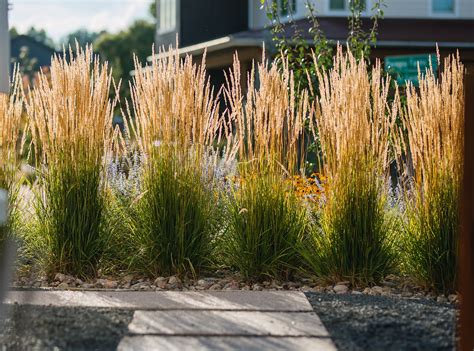 Ornamental Grasses Zone 5 Planting Guide And Top Varieties