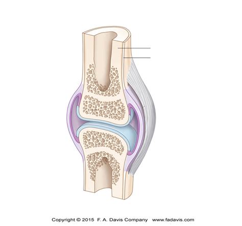 Synovial Joints Diagram Quizlet