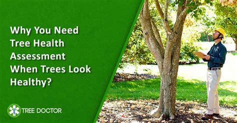 Tree Health Assessment Services In San Diego ~ Tree Doctor Usa