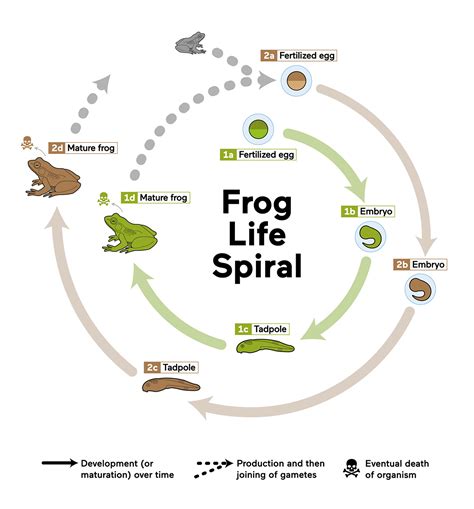 What Is A Life Cycle