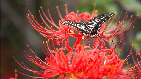 How To Grow And Care For Spider Lily Lycoris Spp Planet Natural