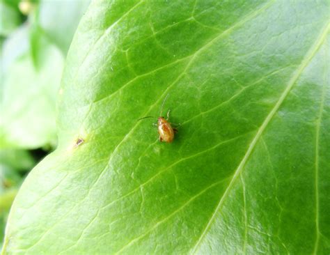 Ragwort Flea Beetle By Vaya Dragon On Deviantart