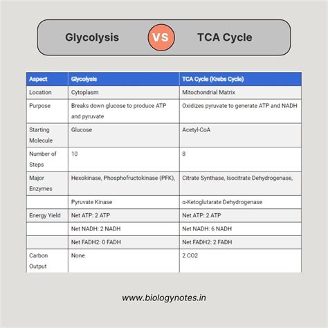 Top Difference Between Glycolysis And TCA Cycle Biology Notes