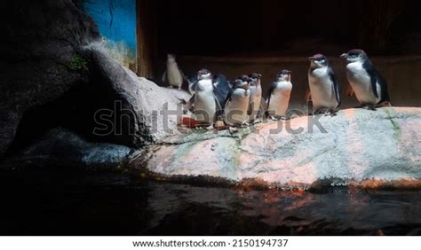 Peguine Photos Images And Pictures Shutterstock