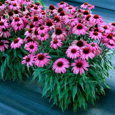 Photo Of The Entire Plant Of Dwarf Coneflower Echinacea Prima™ Berry