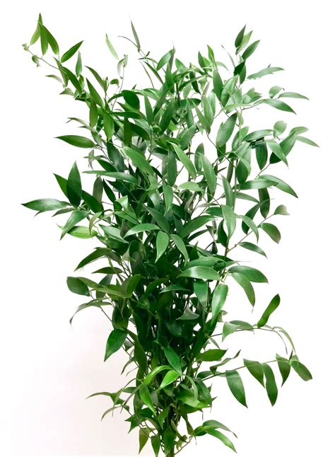 Foliage Foliage Flower Catalogs Star Of Bethlehem