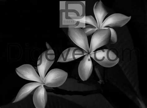 دانلود عکس با کیفیت سیاه و سفید گل دیجیو