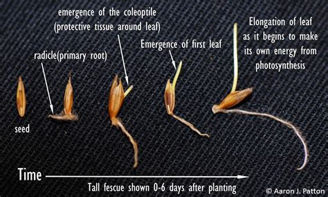 Grass Seed Germination Process At Lucas Hampton Blog
