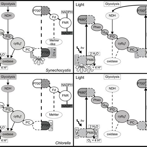 Schematic Overview Of The Redox State Of The Components Of The Download Scientific Diagram