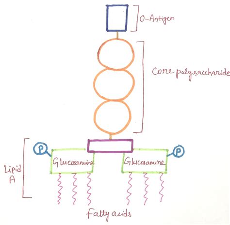 Endotoxins And Associated Virulence Determinants In Bacterial