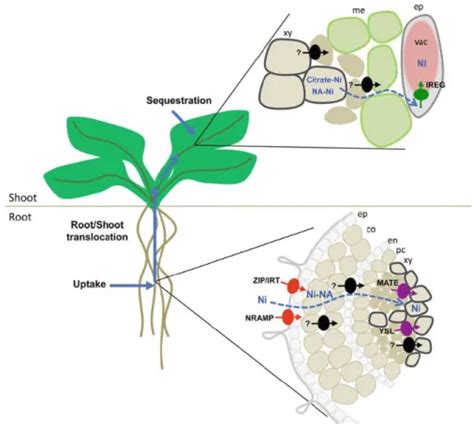 Physiology Of Metal Hyperaccumulator Plants