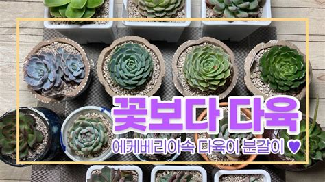 210413 다육스케치 L 에케베리아속 예쁜 다육이들 분갈이 L 김제다육도매센터 L 다육식물 L 초보다육 L 국민다육 L 다육이