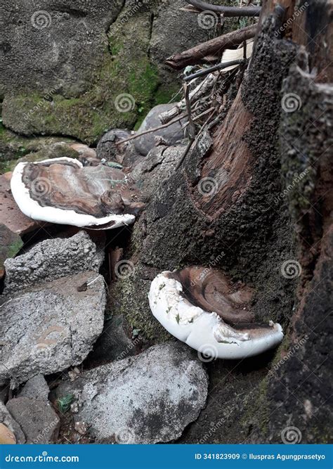 Closeup Of The Ganoderma Applanatum Fungus Or Bracket Fungus That Lives Attached To A Former