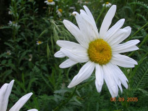 Shasta Daisy