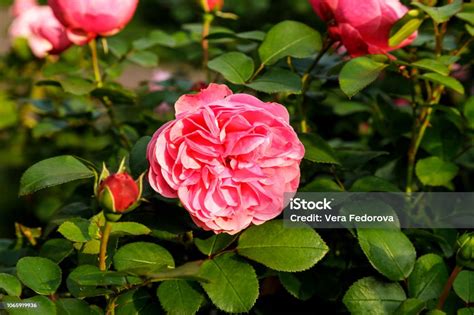 숲으로 둘러싸인 아름 다운 핑크 로즈입니다 흐린된 녹색 Bokeh 배경에 개화 꽃입니다 작은 꽃의 클로즈업입니다 개화기에 대한 스톡 사진 및 기타 이미지 Istock