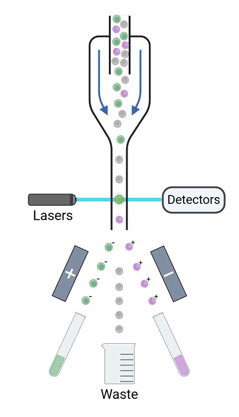 Flow Cytometry The Complete Guide Flow Cytometry The Complete Guide