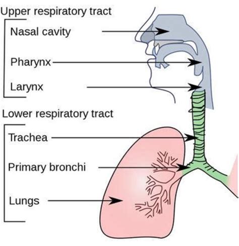 Respiratory System Flashcards Quizlet