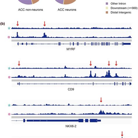 Chromatin Accessibility Analysis Using Atacseq Data In Human Acc Download Scientific Diagram