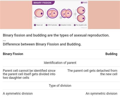 Difference Between Binary Fission And Budding Brainly In
