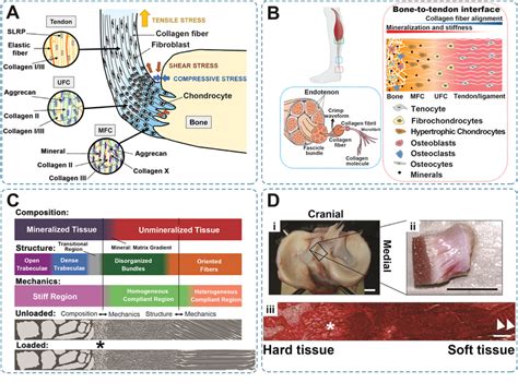 Composition Of The Soft‐to‐hard Tissue Interface In Fibrocartilage Download Scientific Diagram